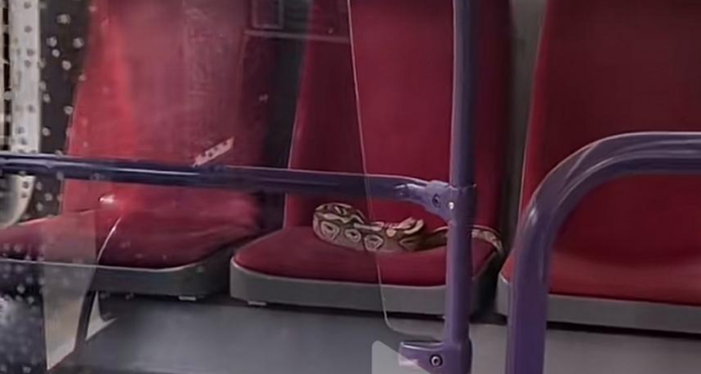[Insolite] À Rouen, il prend le bus avec son python et l’oublie sur le ...